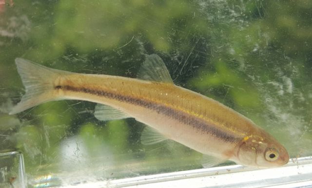Pearl Dace