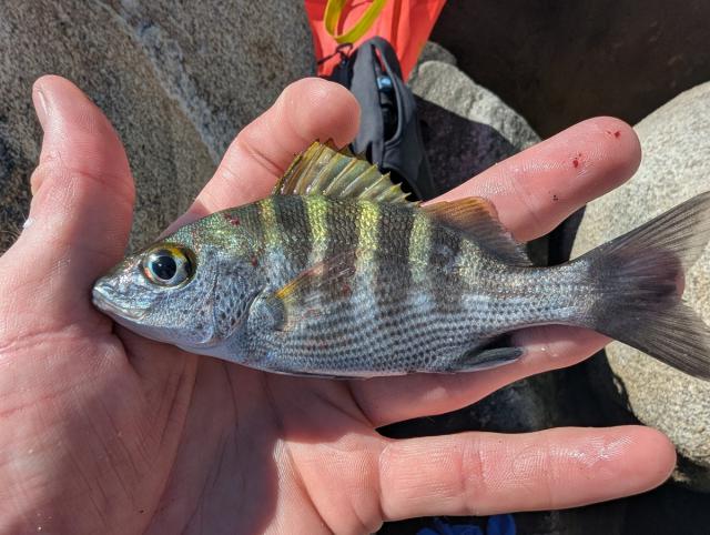 Species hunters - Pictures