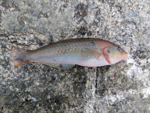 Species hunters - Pictures