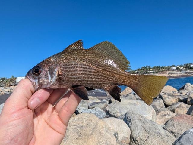 Species hunters - Pictures