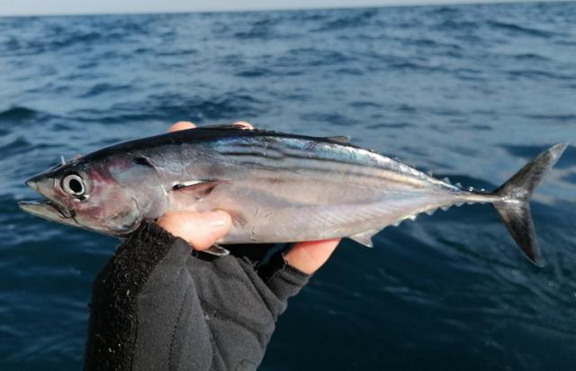 Species hunters - Pictures