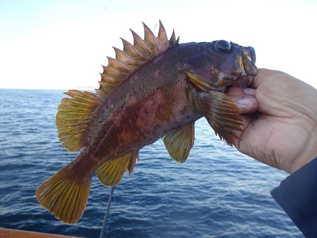 Gopher Rockfish