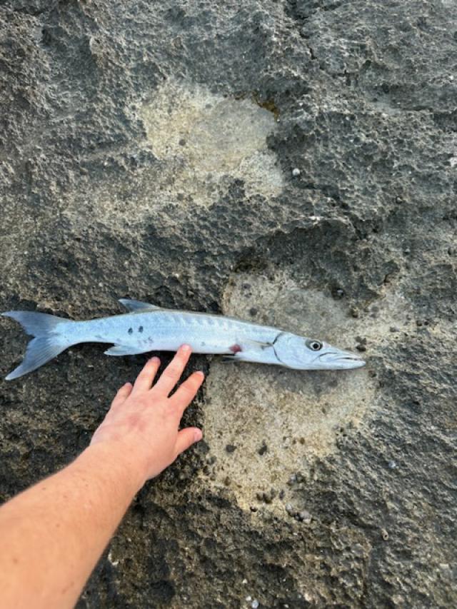 Baby Barracuda