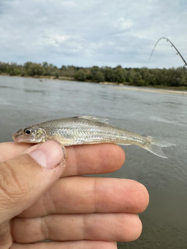 Species hunters - Pictures