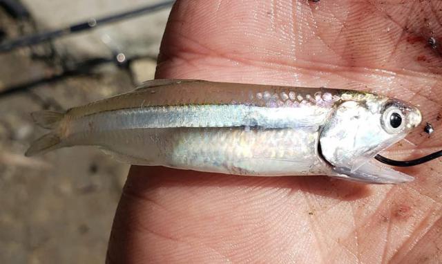 Striped Anchovy