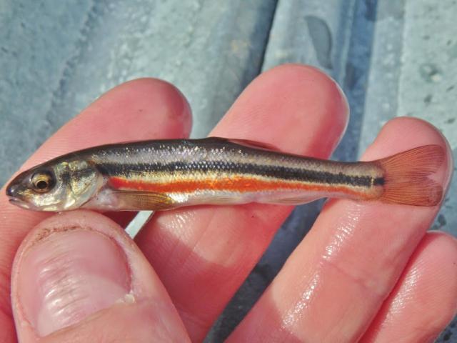 Pearl Dace