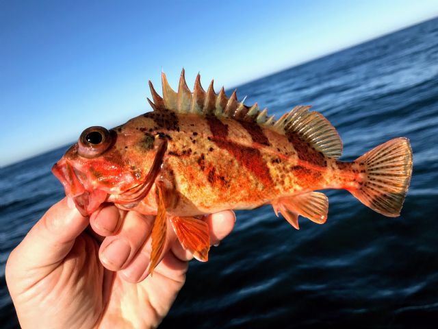 Calico Rockfish