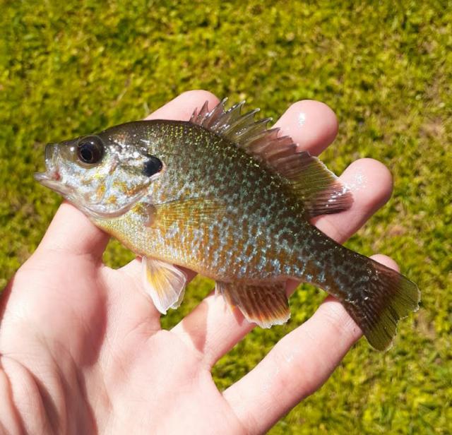 Species hunters - Pictures