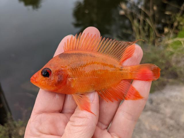 Amphilophus Labiatus