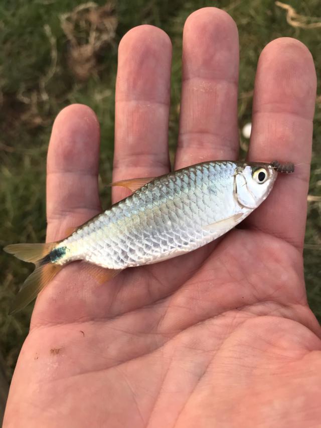 Species hunters - Pictures