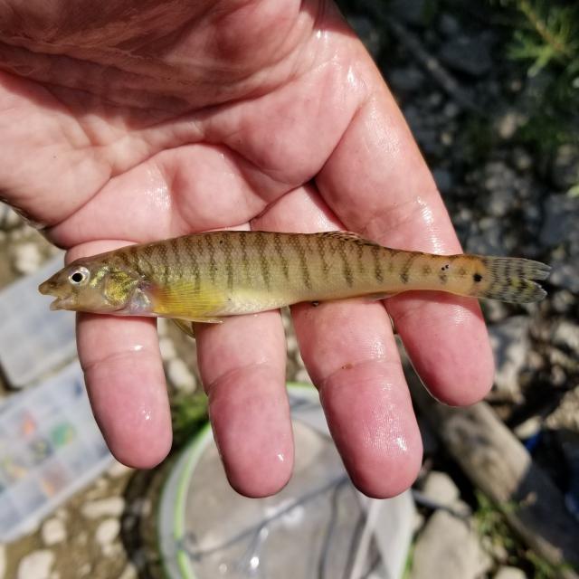 Species hunters - Pictures