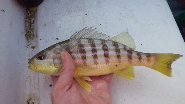 Species hunters - Pictures