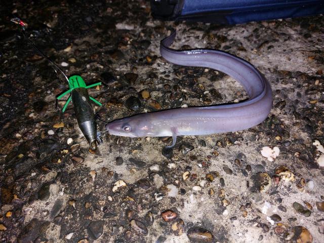 Species hunters - Pictures