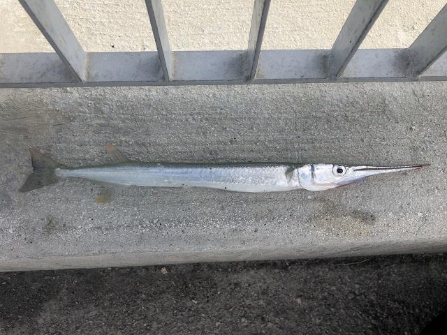 Redfin Needlefish