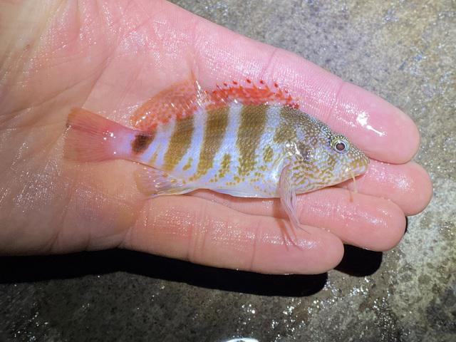 Species hunters - Pictures