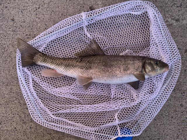 Species hunters - Pictures