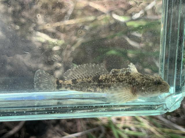 Paiute Sculpin