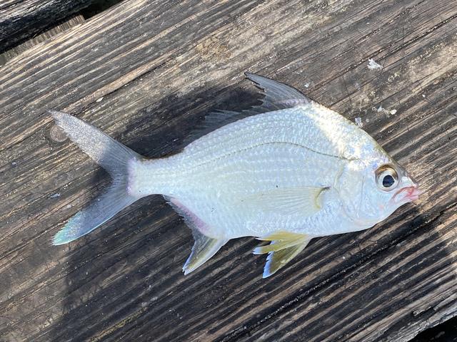 Species hunters - Pictures