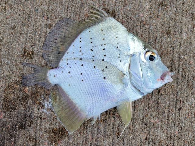 Species hunters - Pictures