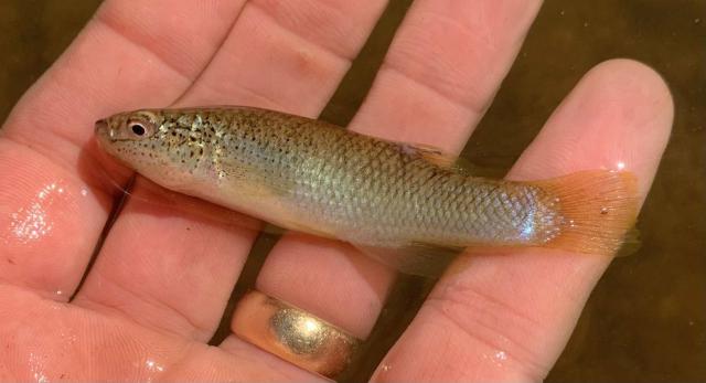 Species hunters - Pictures