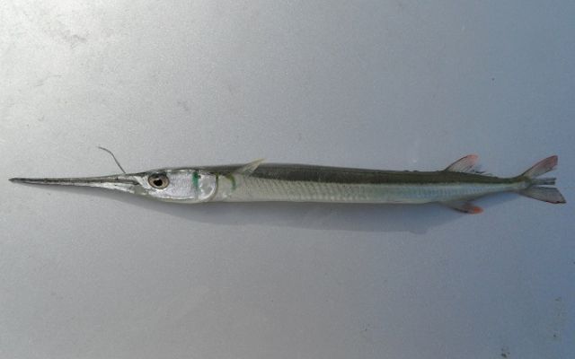 Redfin Needlefish