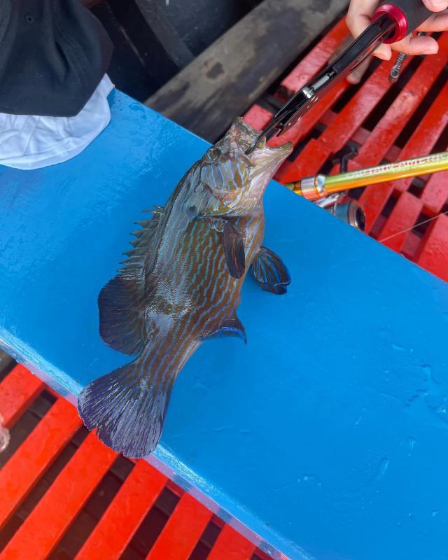 Species hunters - Pictures