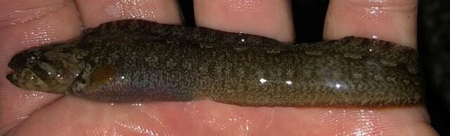 Species hunters - Pictures