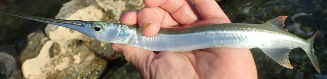 Species hunters - Pictures