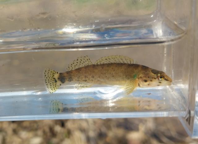 Species hunters - Pictures