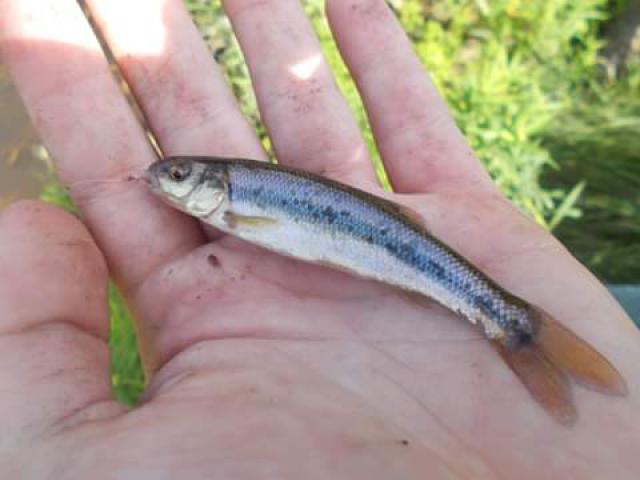 Pearl Dace