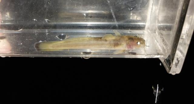 Species hunters - Pictures