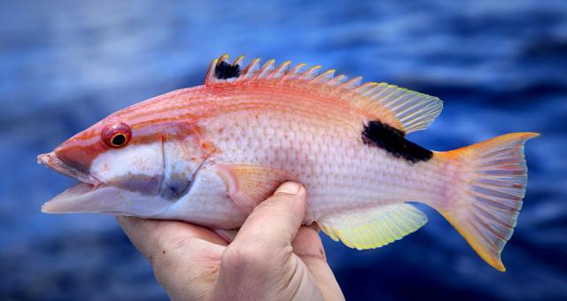 Species hunters - Pictures