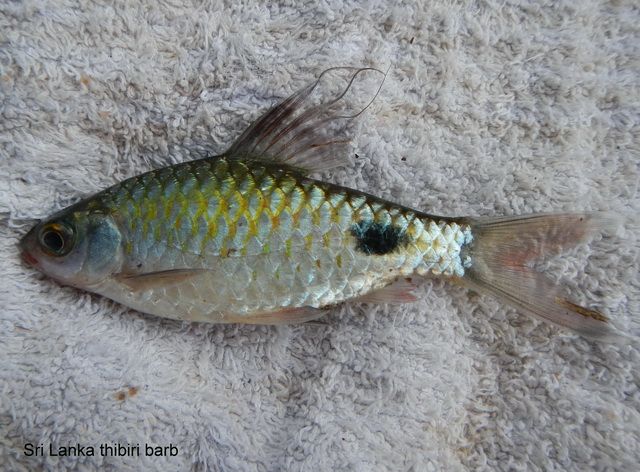 Species hunters - Pictures