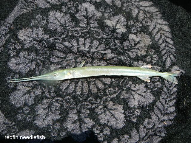 Redfin Needlefish