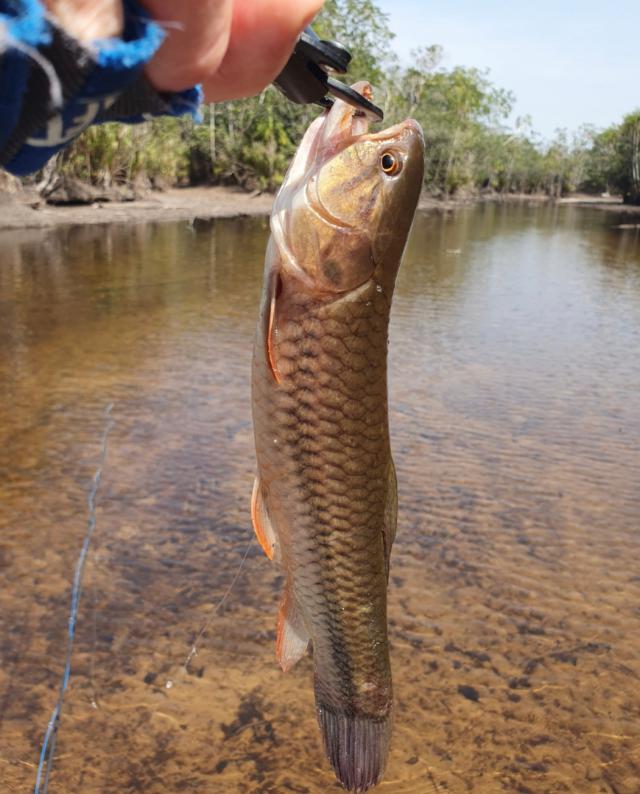 Species hunters - Pictures