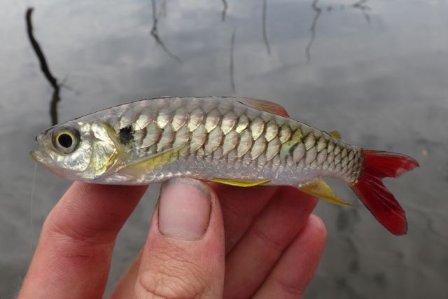 Species hunters - Pictures