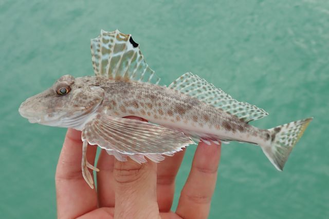 Sea Robin Florida