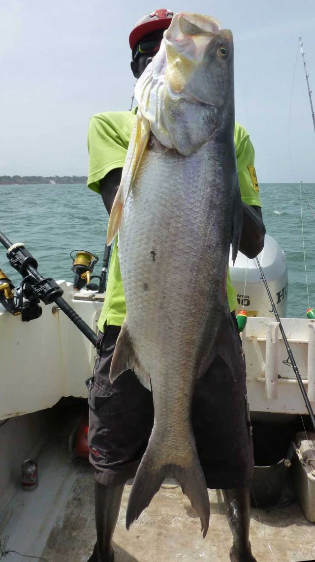 Species hunters - Pictures